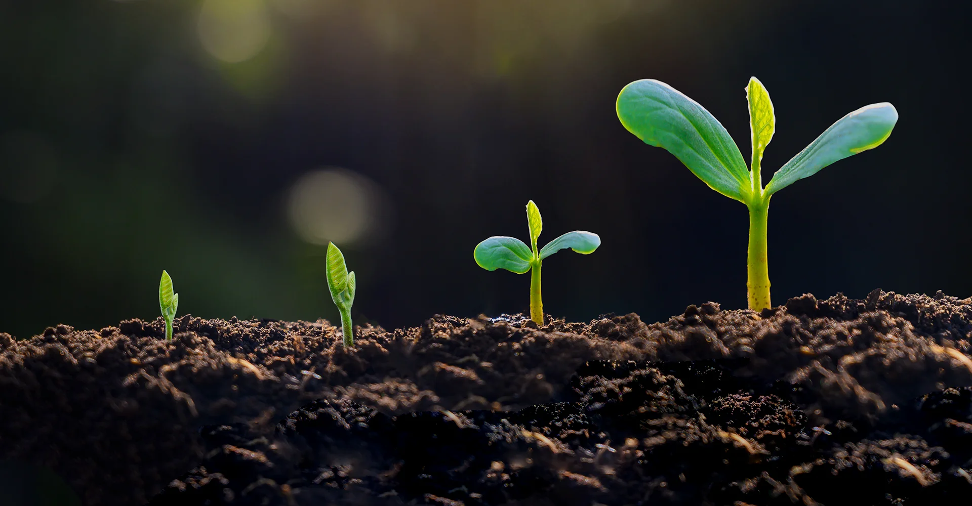 Portfolio Management and Accounting Solutions | SS&C Advent